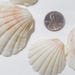 Japanese Sea Shells / Swift's Scallop / Pecten Albicans / 100 Natural ...