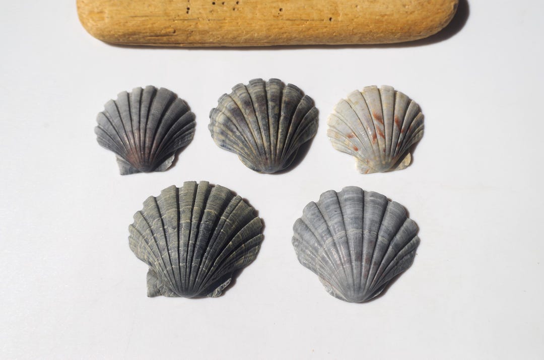 RARE Black Japanese Sea Shells / Swift's Scallop / Pecten Albicans ...