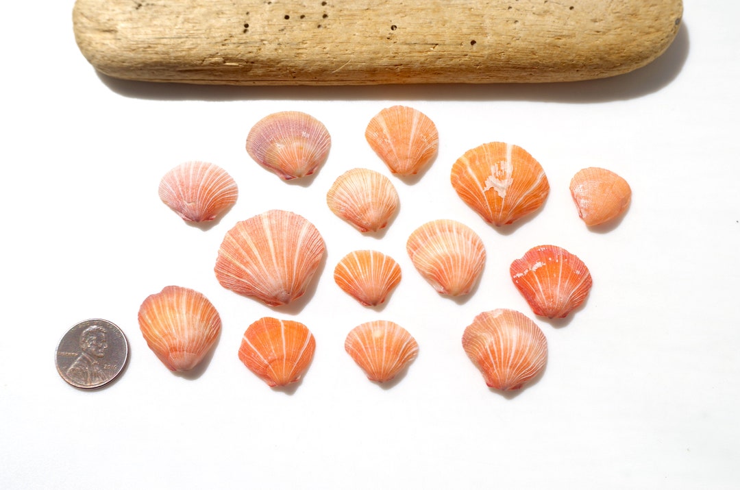 Spondylus / Japanese Sea Shells / Japanese Pecten / 100 Genuine J-29 - Etsy