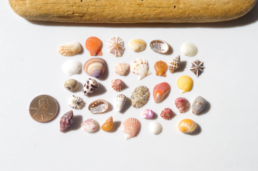 Various Japanese Shell / Sea Shells / for Collections, Specimens G-73 ...