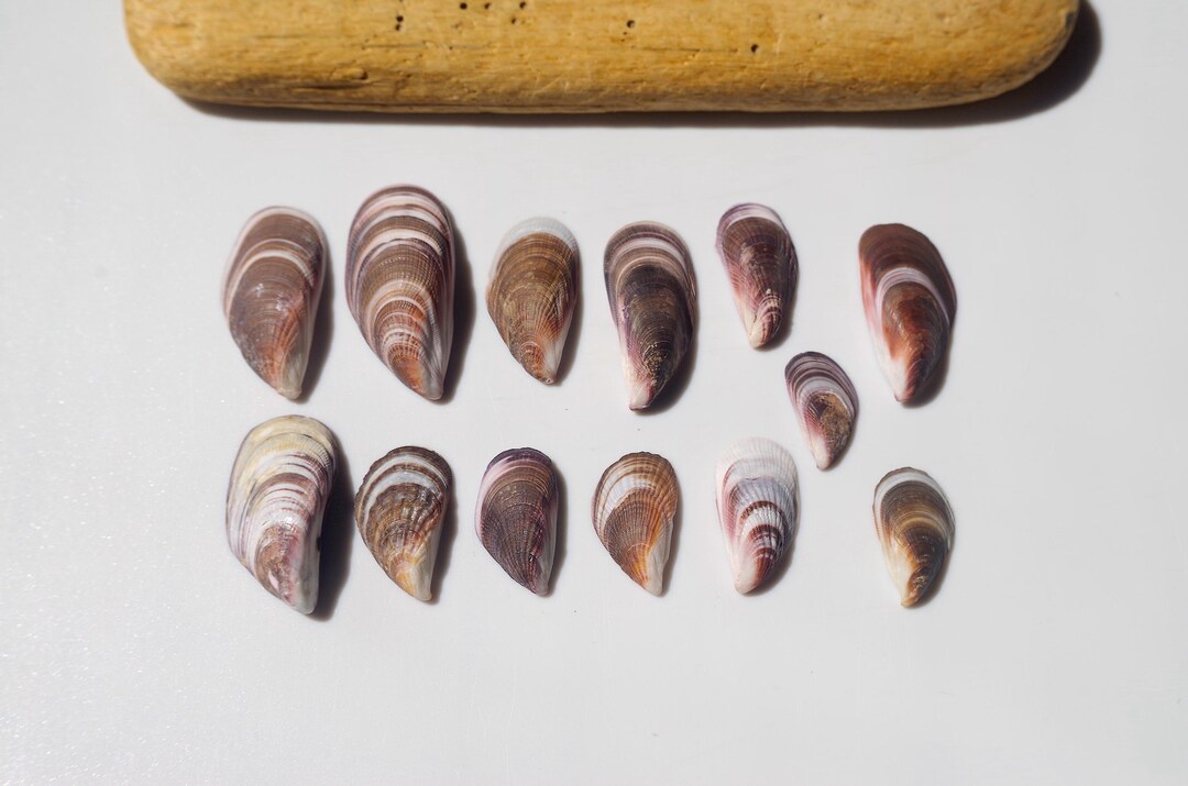 RARE Type / Japanese Sea Shells / Japanese Pecten / 100％ Genuine #J-90 ...