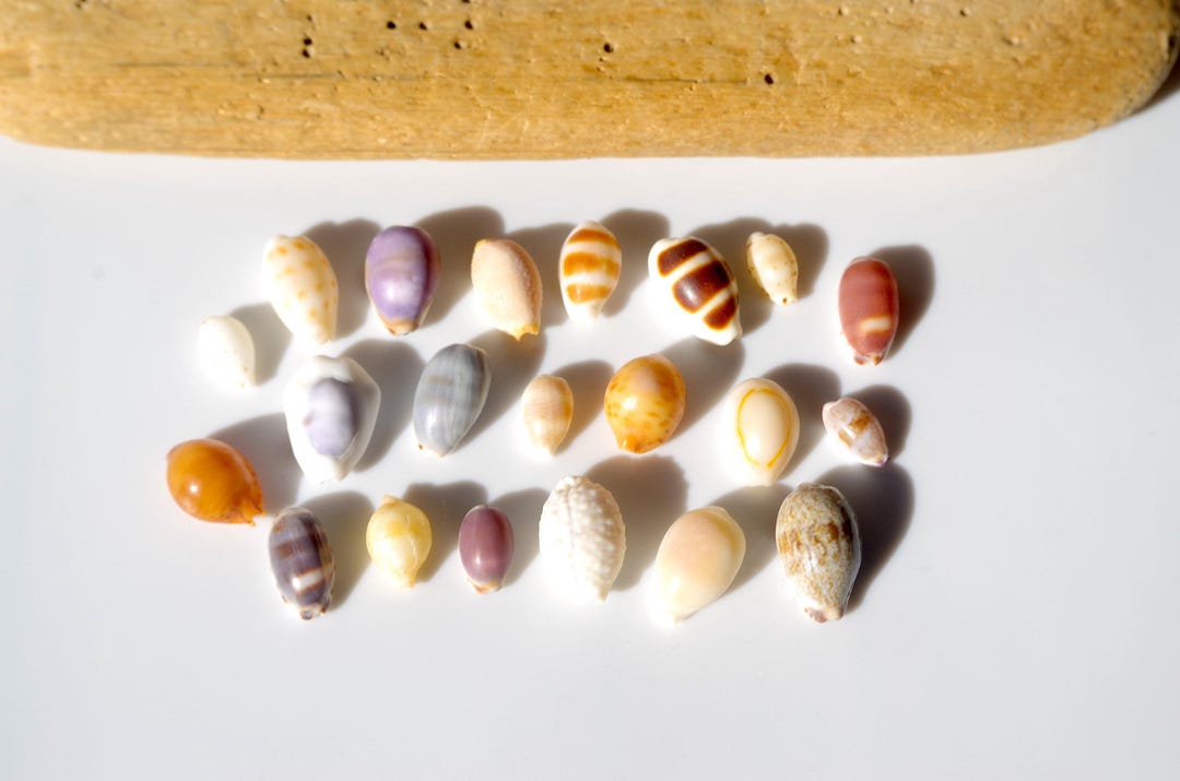 Various Cowrie / Japanese Cowry / Sea Shells / 100% Natural & Genuine ...