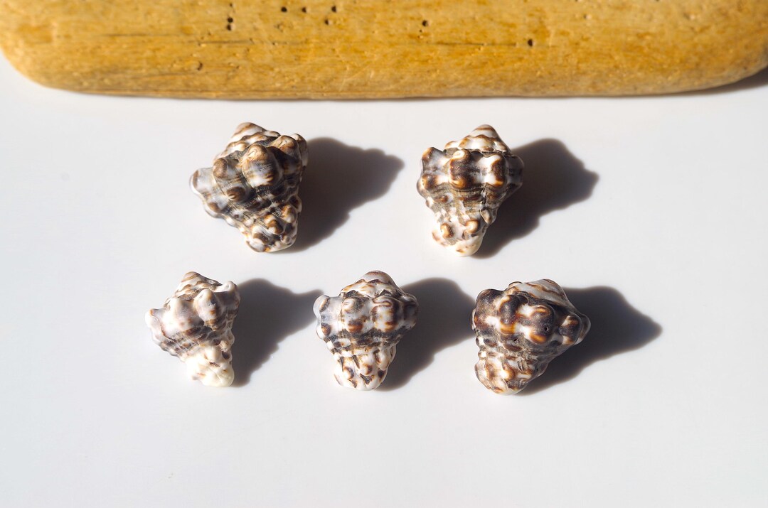 SUPER RARE / Japanese Sea Shells / 100% Natural & Genuine #E-77 - Etsy