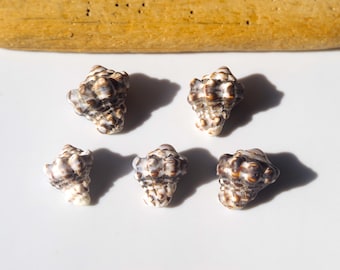 Tiny / Various Sea Urchins / Japanese Sea Urchin Shells / 100% Natural ...