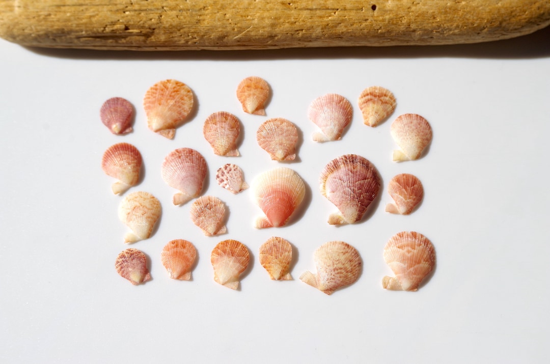 Pale Color / Japanese Sea Shells / Japanese Pecten / 100 Genuine E-99 ...