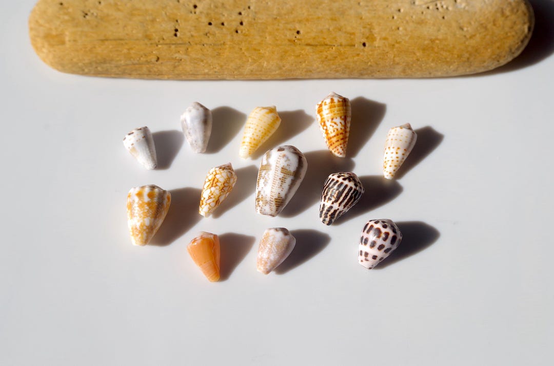 Small Japanese Cone Shell / Sea Shells / 100% Natural & Genuine / for ...