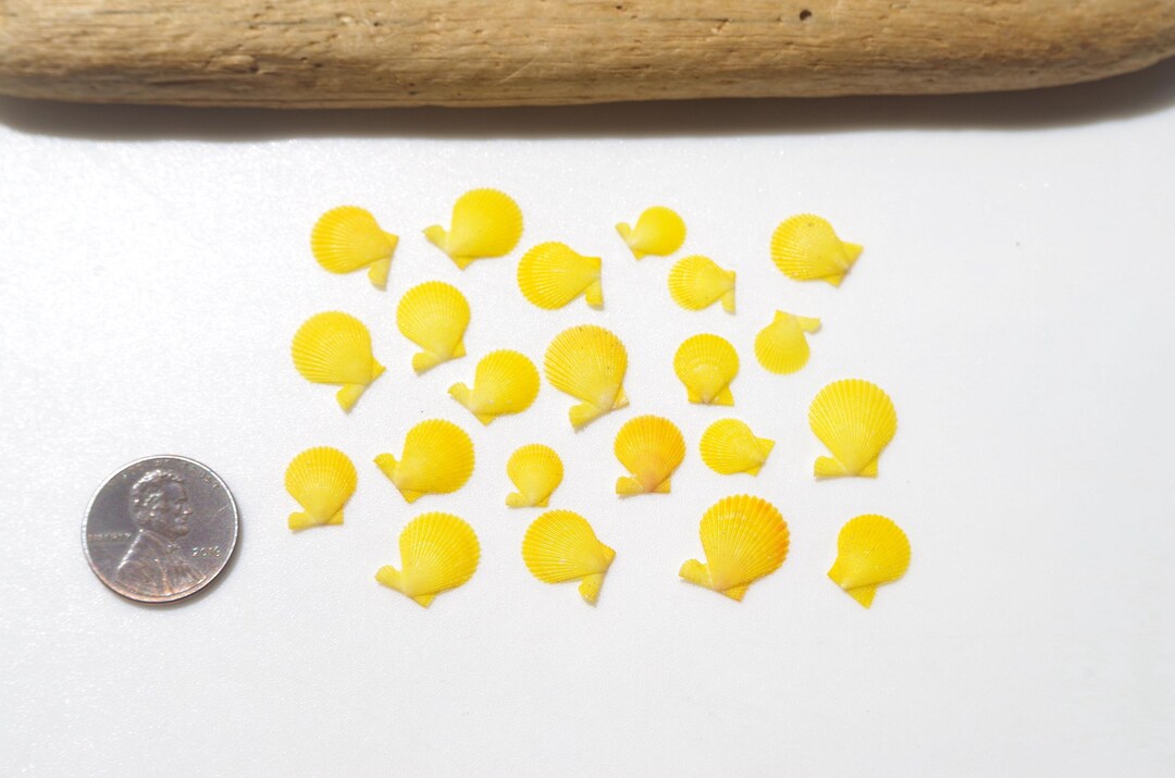 Yellow Color / Japanese Sea Shells / Japanese Pecten / 100％ Genuine #Z ...