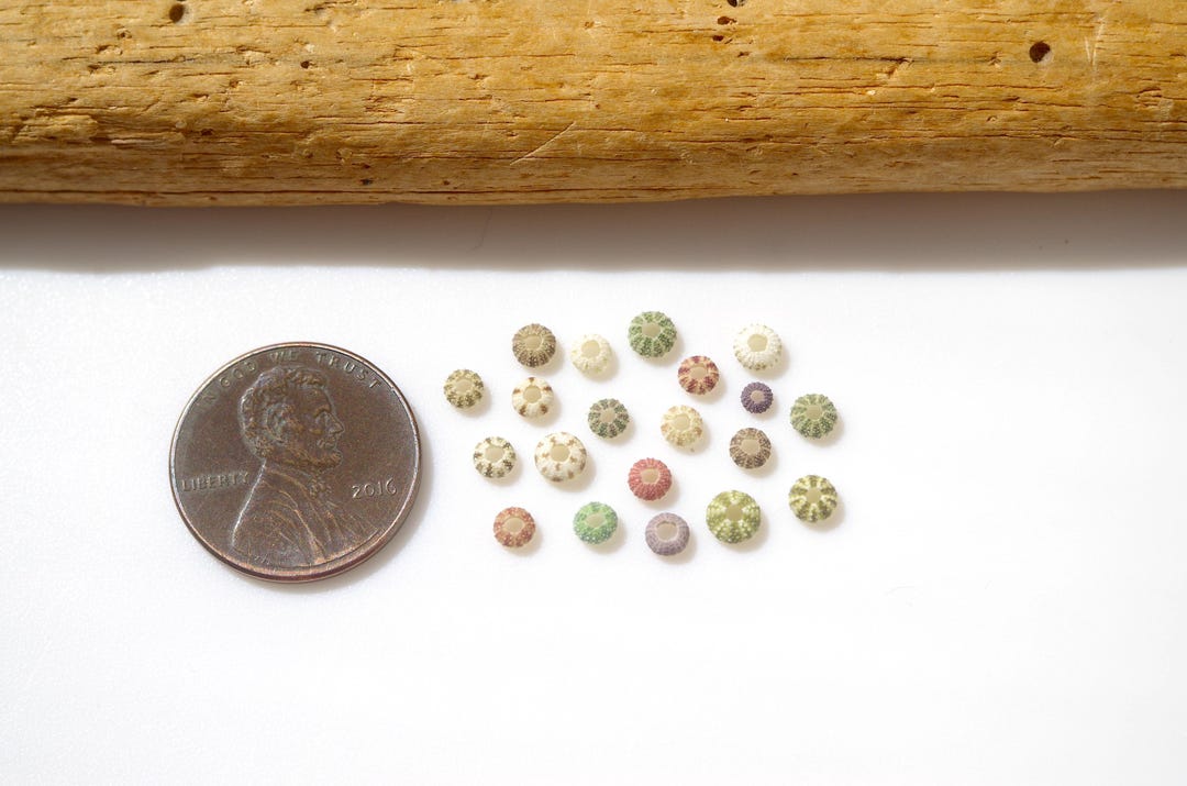 Tiny Size / Various Types / Japanese Sea Urchin Shells / 100% Natural ...