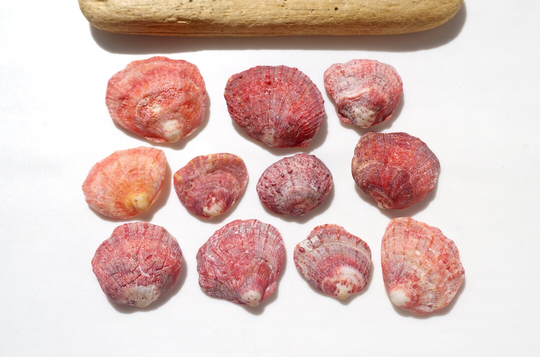 Spondylus / Spiny Oysters / Japanese Sea Shells / Japanese Pecten / 100 ...