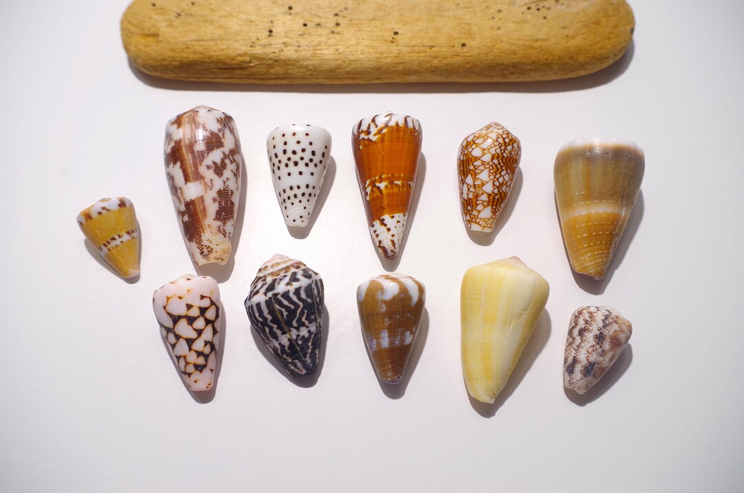 Japanese Cone Shell / Sea Shells / 100% Natural & Genuine / for ...