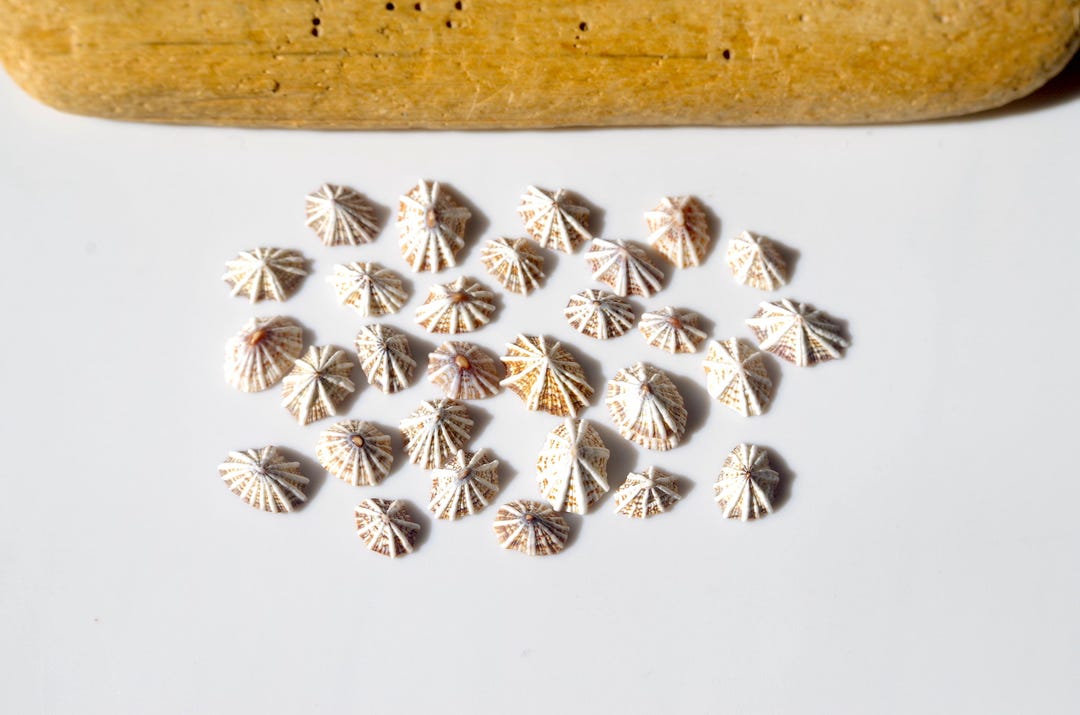 Limpet / Siphon Shells / Siphonaria Laciniosa / Small Japanese Sea ...