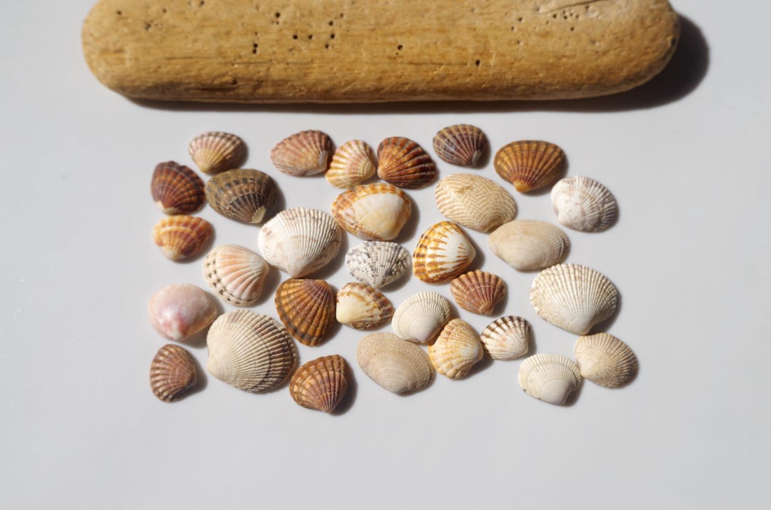 Japanese Scallop / Pecten / Japan Sea Shell / 100％ Natural ＆ Genuine #Y ...