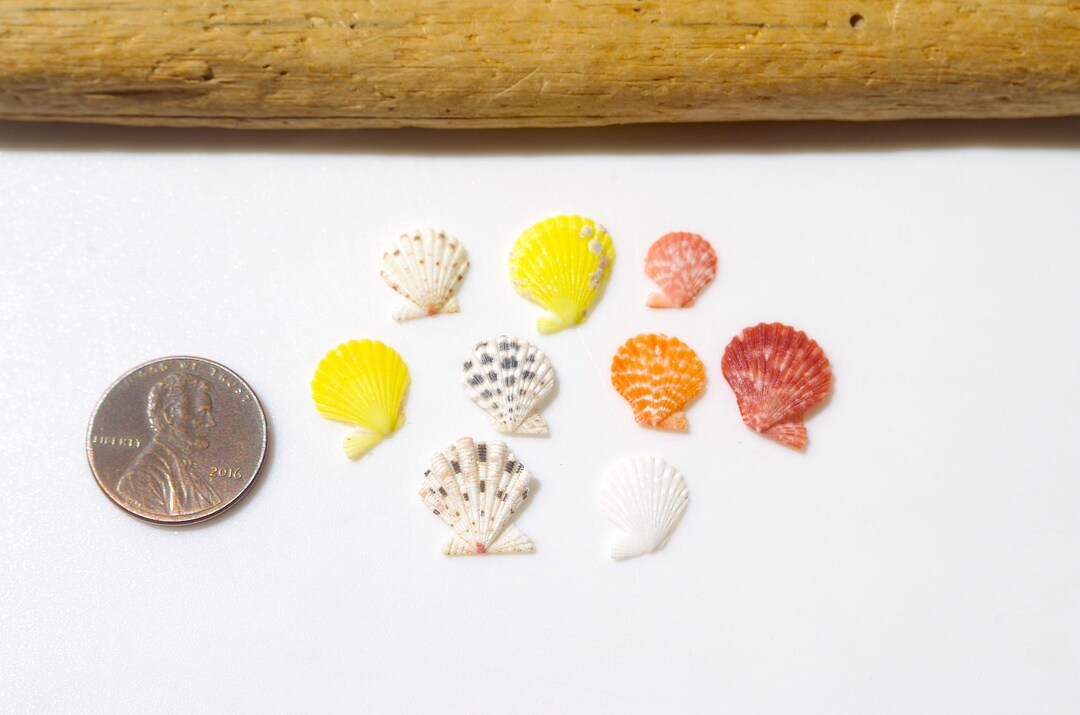 RARE Type / Japanese Sea Shells / Japanese Pecten / 100％ Genuine #O-12 ...