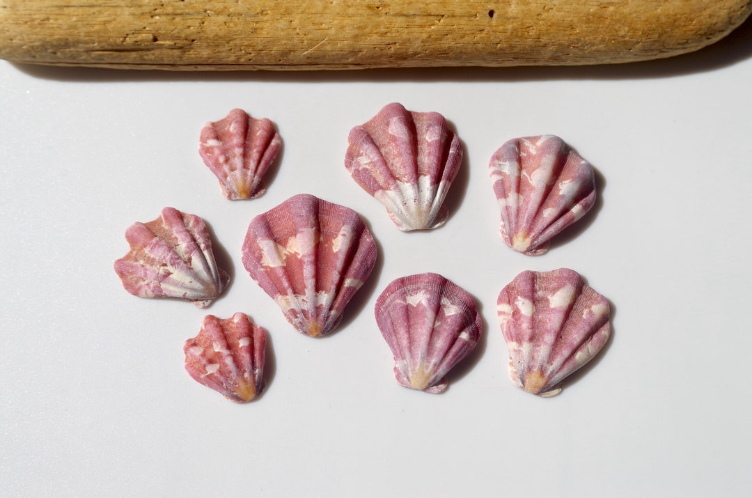 Decato Pecten / Japanese Pecten / 100％ Natural ＆ Genuine #H-6 - Etsy