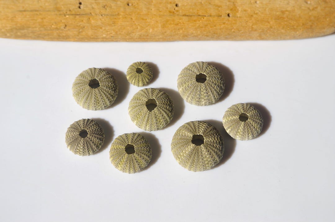 Japanese Sea Urchin / Temnopleurus Toreumaticus / Sea Shells / 100 ...