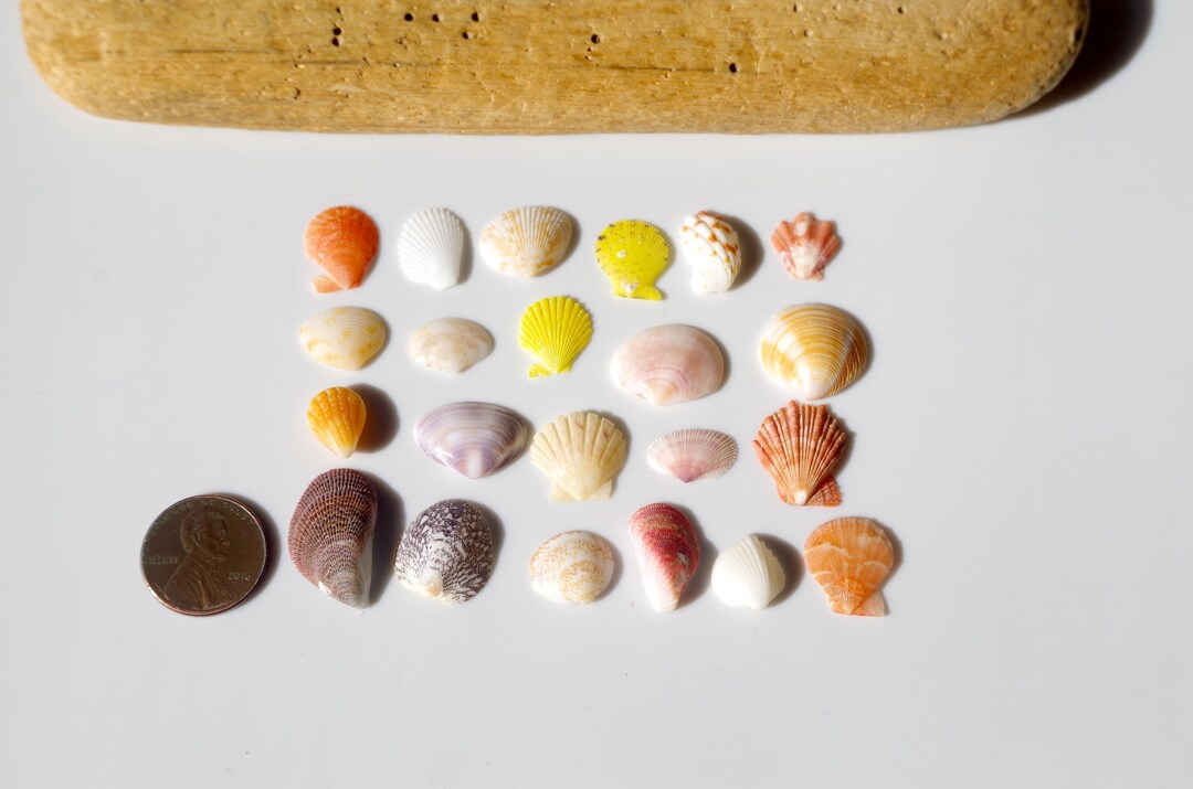 Various Tiny Japanese Clams / Scallop / Pecten / Japan Sea Shell / 100 ...