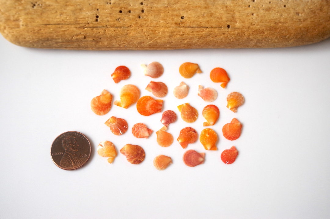 Small Size / Japanese Sea Shells / Japanese Pecten / 100 Genuine D-65 ...