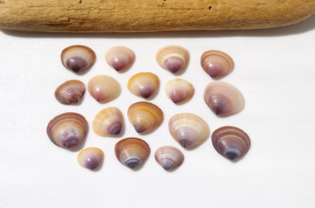 RARE Japanese Clams / Scallop / Pecten / Japan Sea Shell / 100 Natural ...