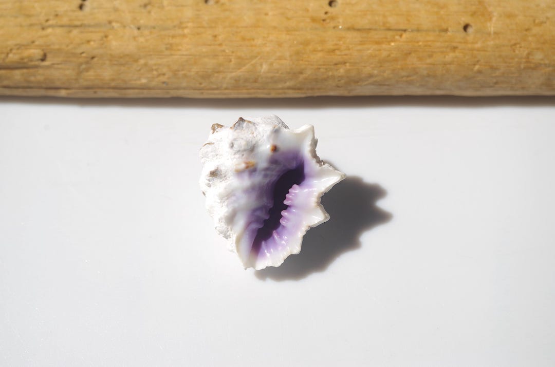 SUPER RARE / Okinawa Drupa Morum / Japanese Sea Shell/ 100% Genuine ...