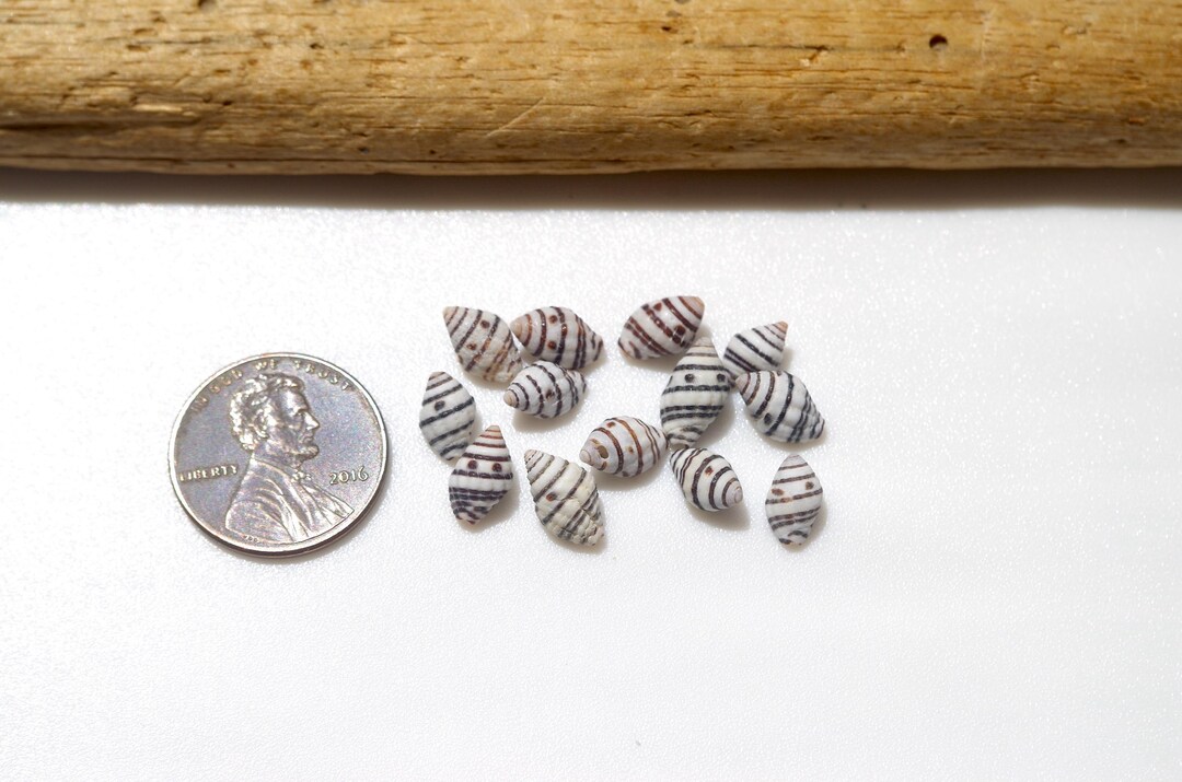 SUPER RARE / Engina Lineata / Japanese Shell / Sea Shells / 100% Natural & Genuine / for ...