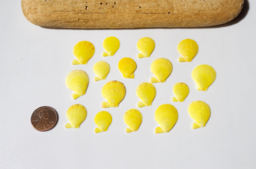 RARE Yellow Color / Japanese Sea Shells / Japanese Pecten / 100 Genuine ...