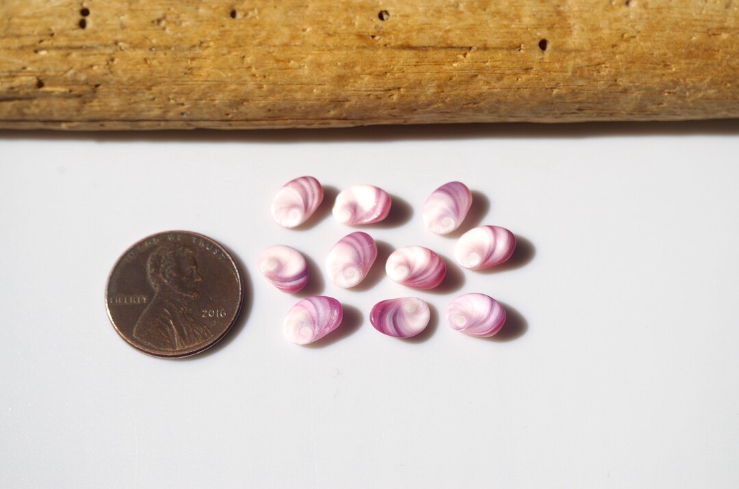 Conch Shell's Lid / Astralium Haema / Japanese Sea Shells - Etsy