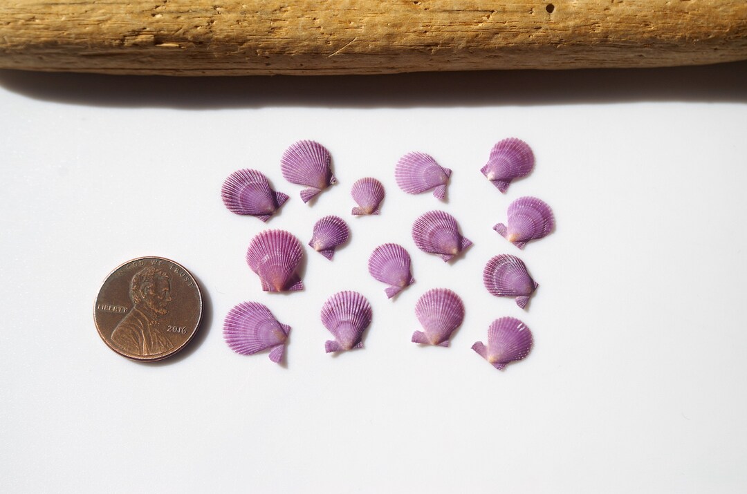 Tiny / Purple Color / Japanese Sea Shells / Japanese Pecten / 100 ...