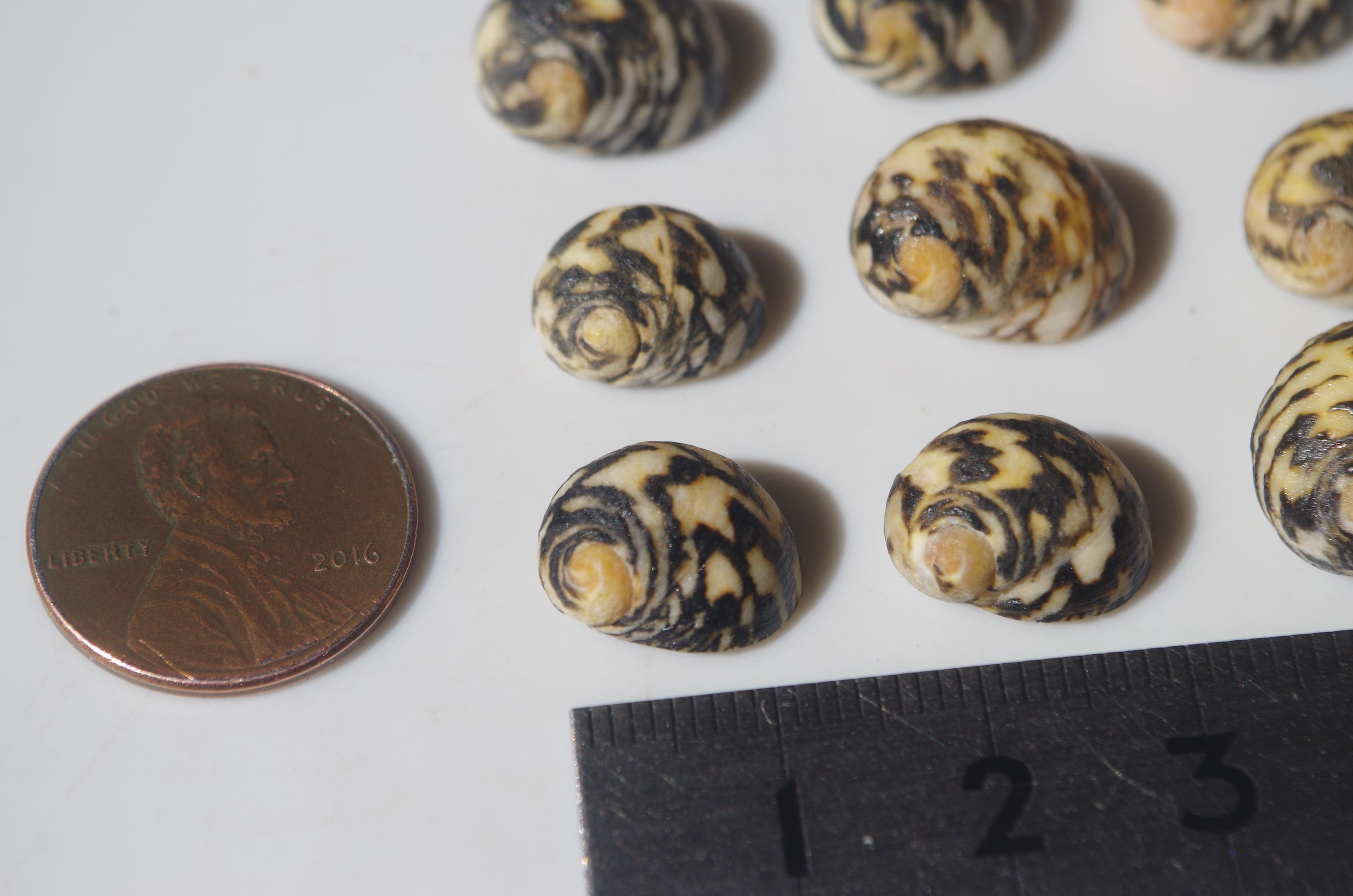 RARE Moon Snail / Mottled Pattern/ Naticidae / Japanese Shell / Sea ...
