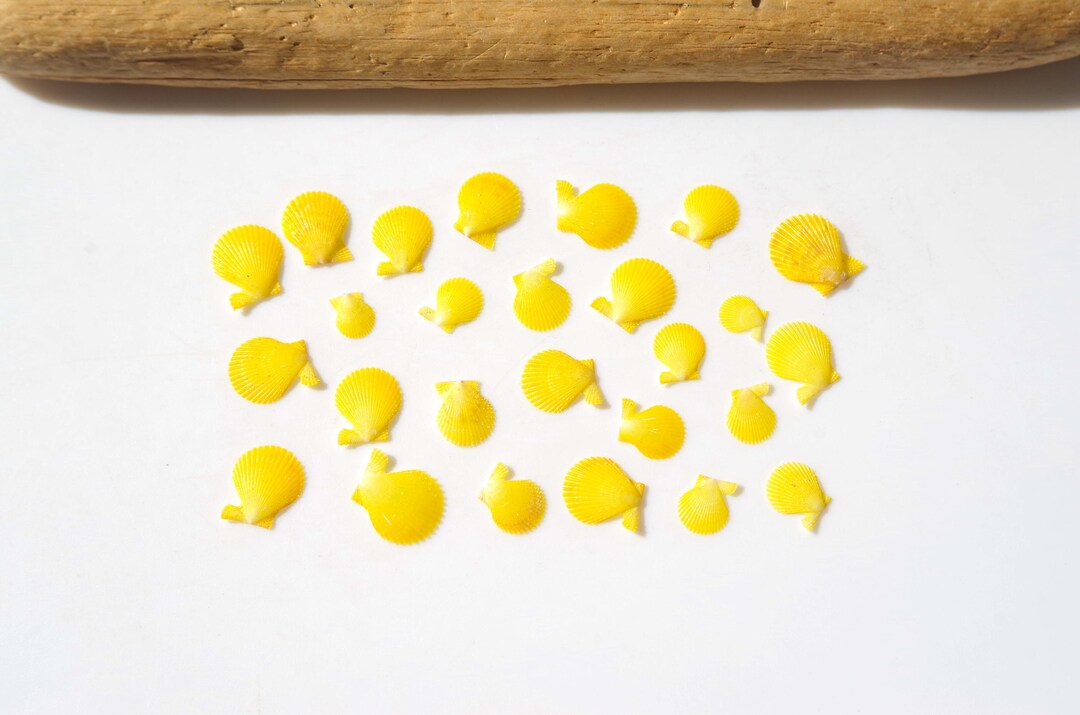 Yellow Color / Japanese Sea Shells / Japanese Pecten / 100％ Genuine #C ...