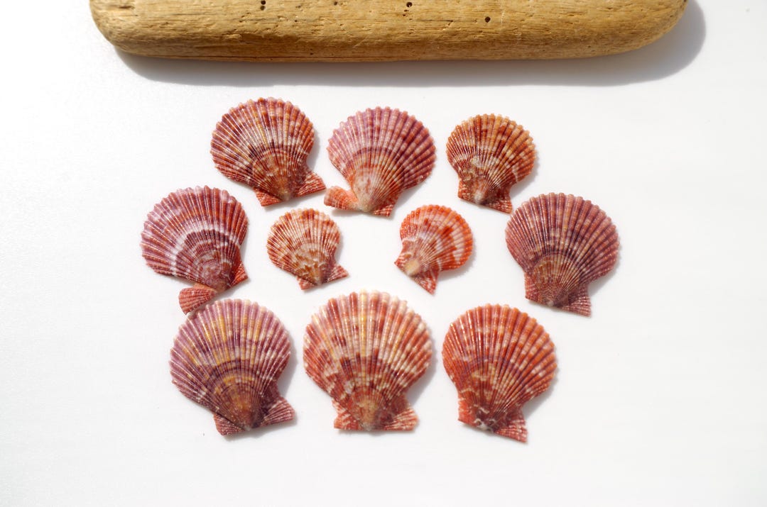 RARE Color / Cleaned / Japanese Sea Shells / Japanese Pecten / 100 ...