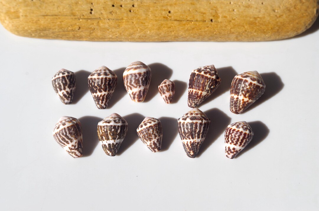 RARE Pattern / Hebrew Cone / Conus Ebraeus / Small Japanese Cone Shell ...