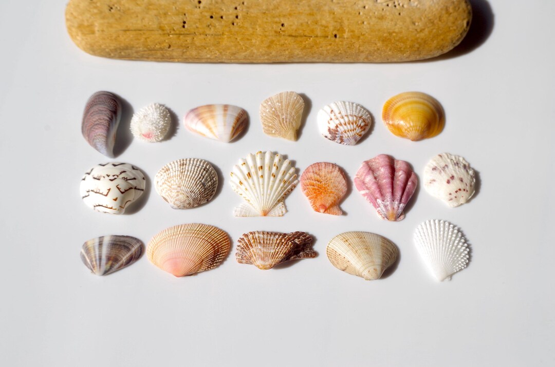 Various Japanese Clams / Scallop / Pecten / Japan Sea Shell / 100 ...