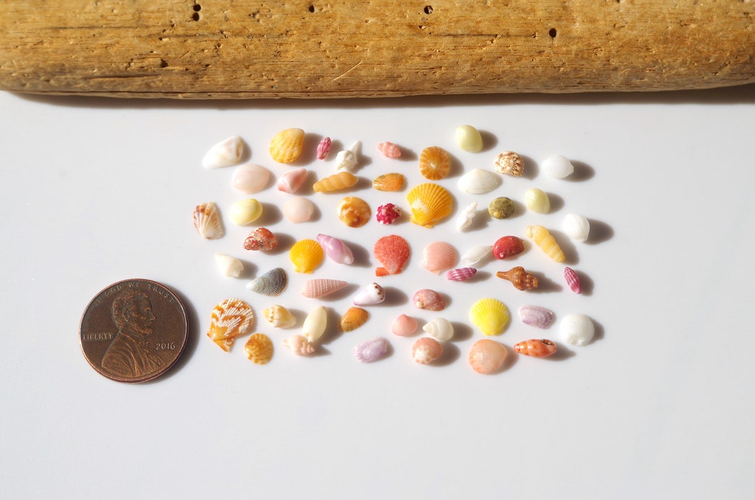 Tiny Various Japanese Shells / Seashells From Japan Sea / 100 Natural ...