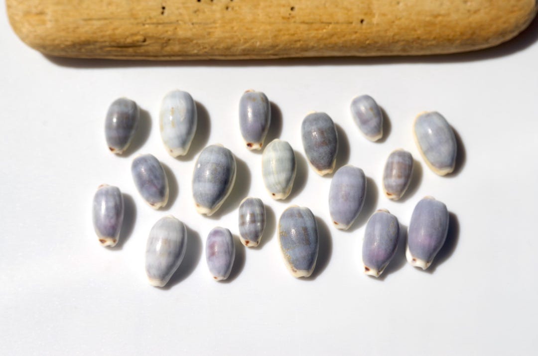 Pale Blue Color / Japanese Cowry / Sea Shells / 100% Natural , Genuine ...