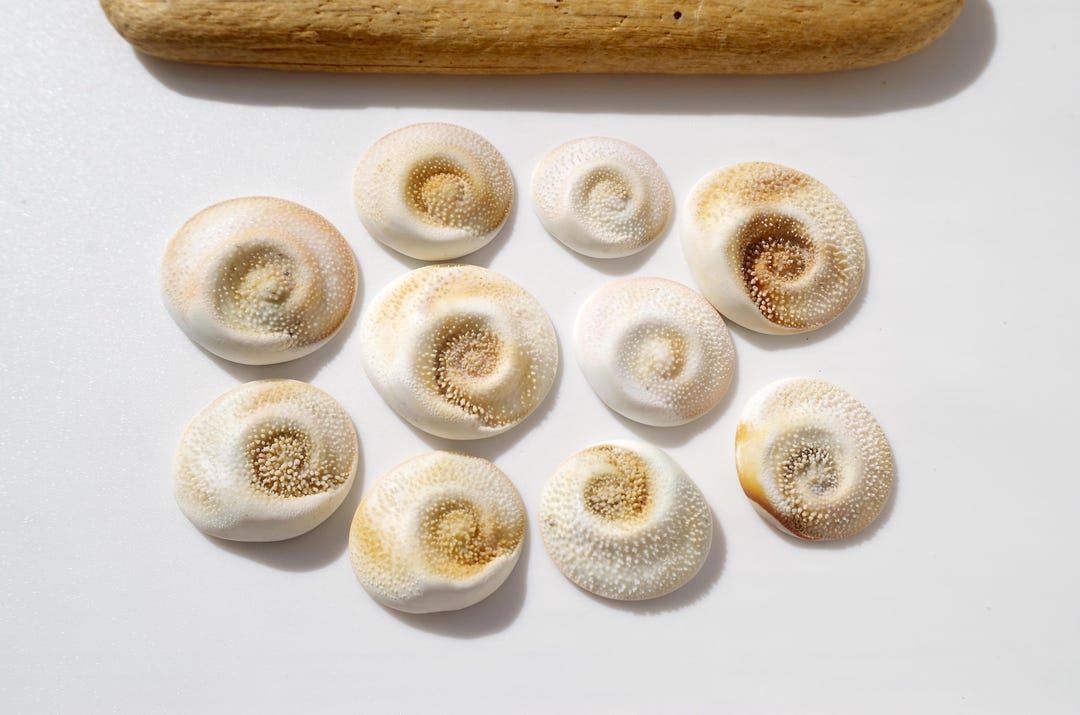 Japanese Turban Shell Lid / Sea Shells / 100% Natural & Genuine / for ...