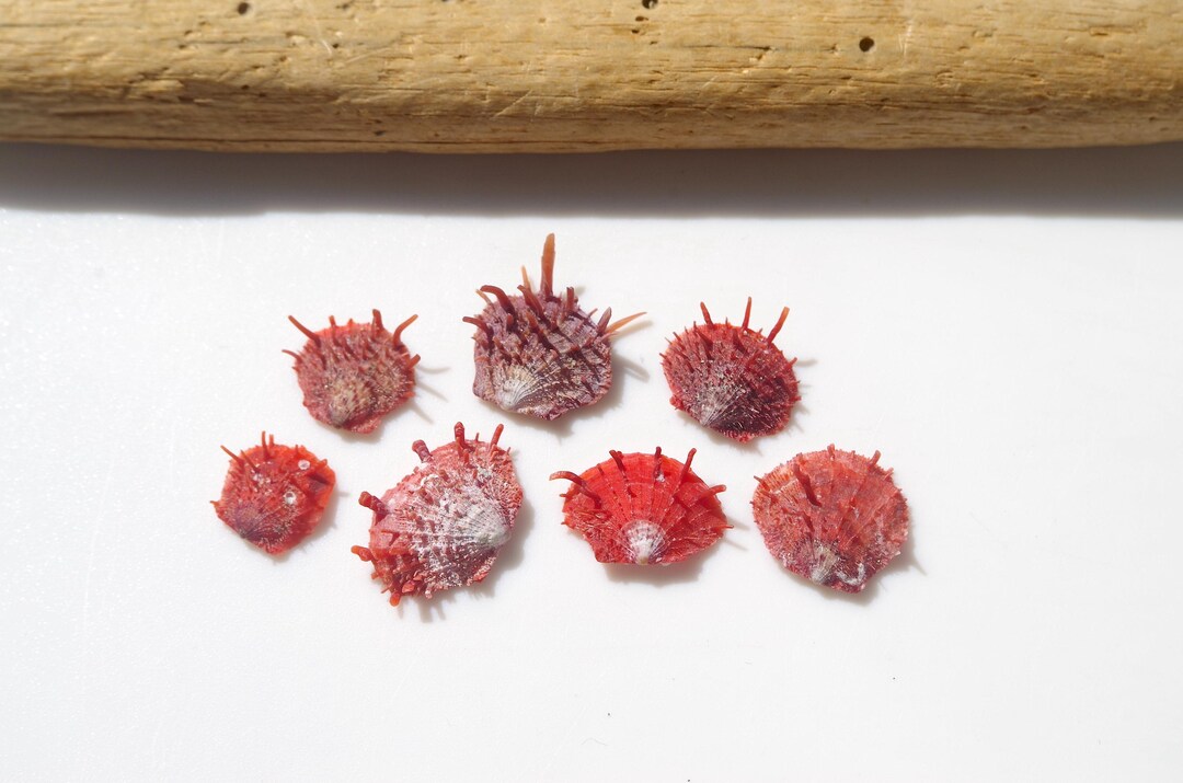 SUPER RARE / Spondylus / Japanese Sea Shells / Japanese Pecten / 100 ...