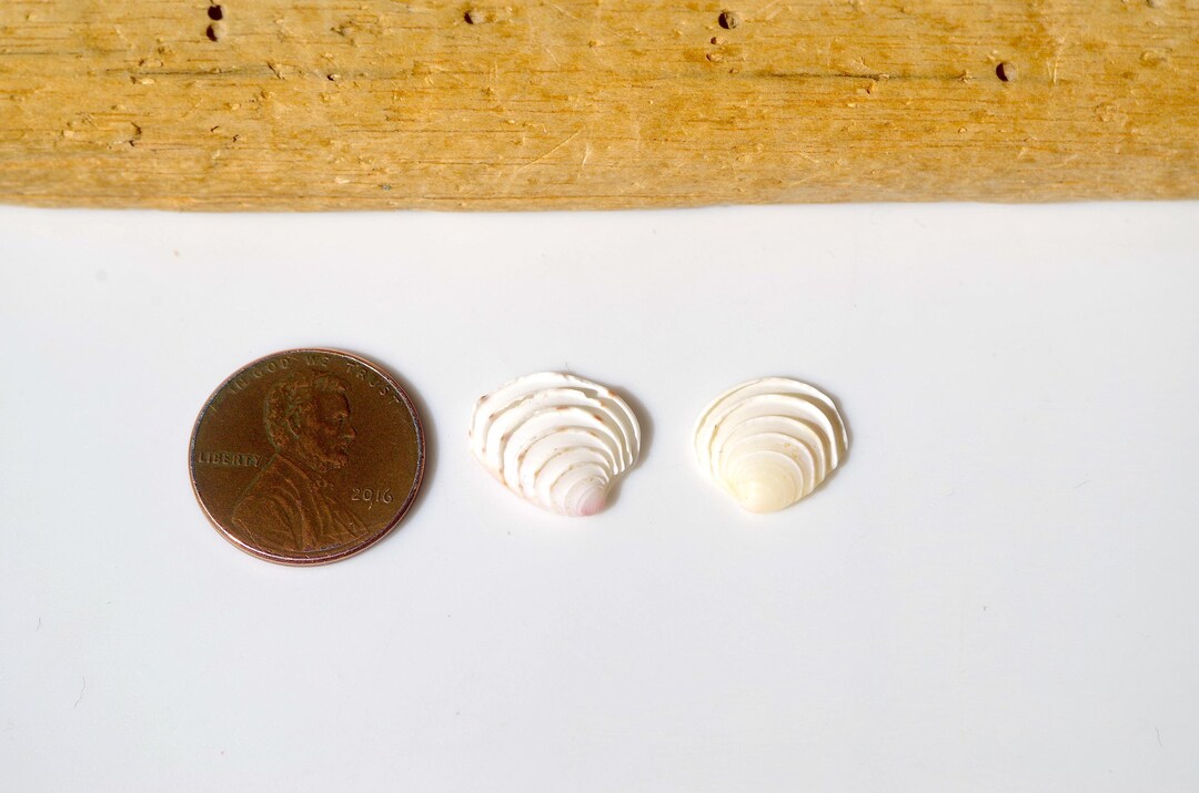 SUPER RARE / Callanaitis Hiraseana / Japanese Sea Shells / Japanese ...