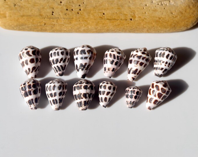 Hebrew Cone / Conus Ebraeus / Small Japanese Cone Shell / Sea Shells ...