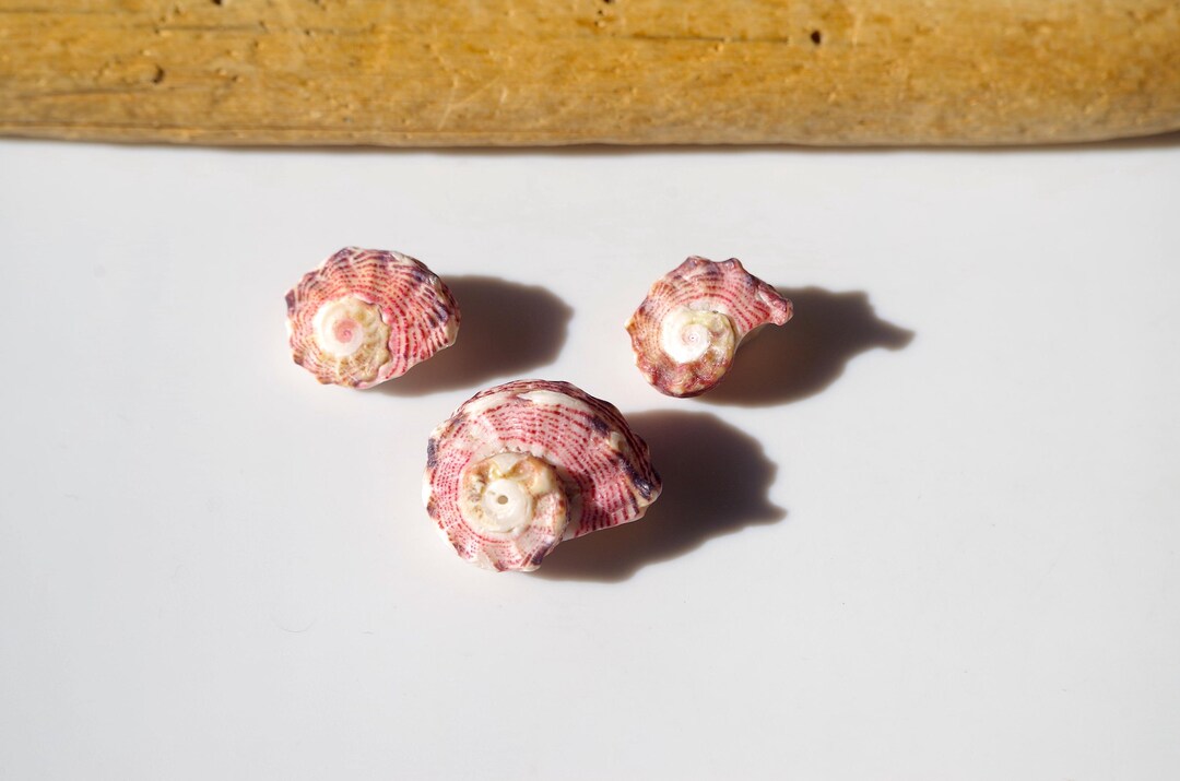 SUPER RARE / Angaria Neglecta / Japanese Shell / Sea Shells / 100% ...