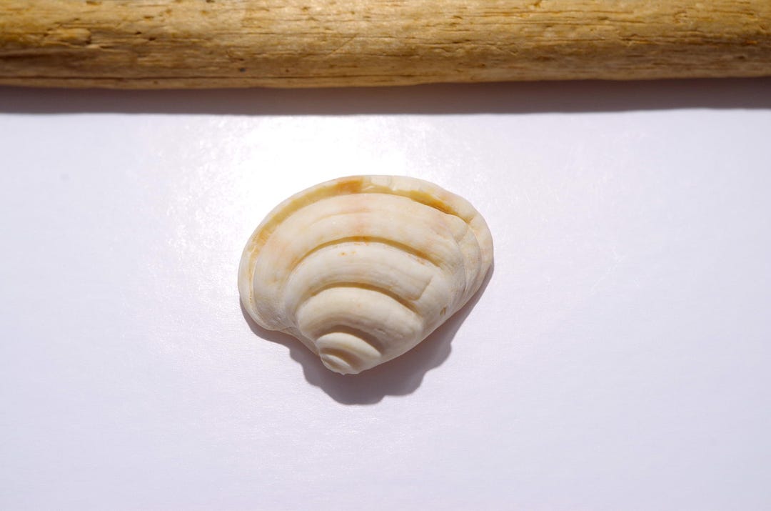 SUPER RARE / Okinawa Shell / Japanese Sea Shell/ 100% Genuine & Natural ...
