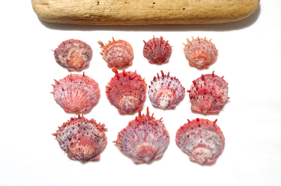 SUPER RARE / Spondylus / Spiny Oysters / Japanese Sea Shells / Japanese ...