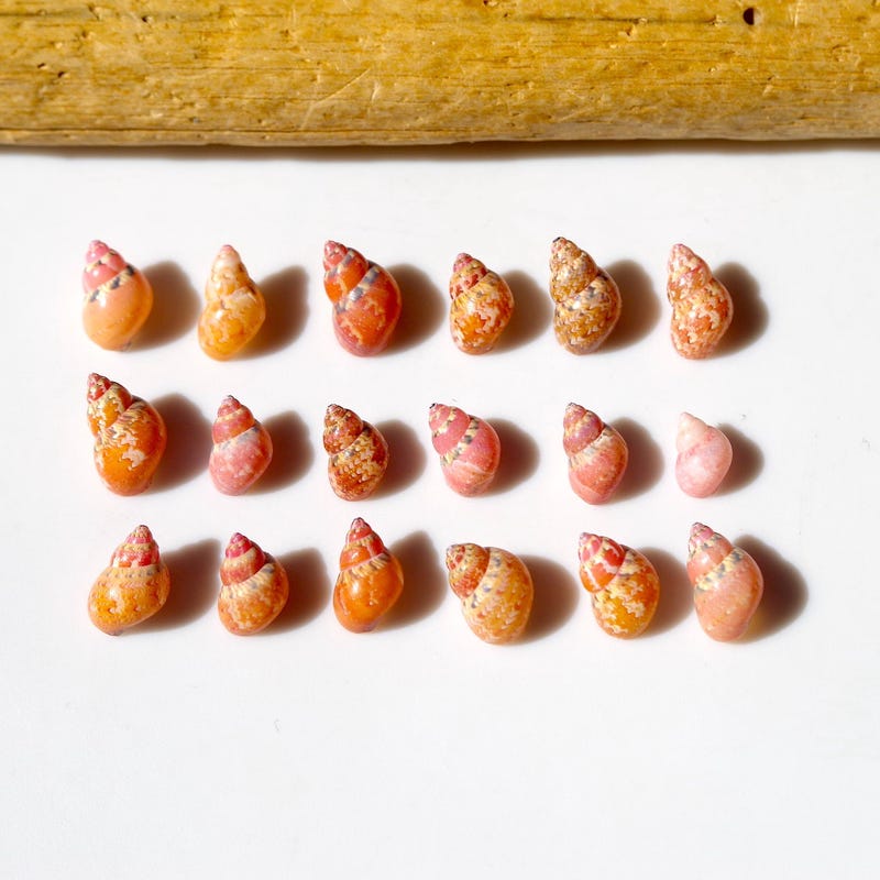 Rare Sea Shells - Etsy
