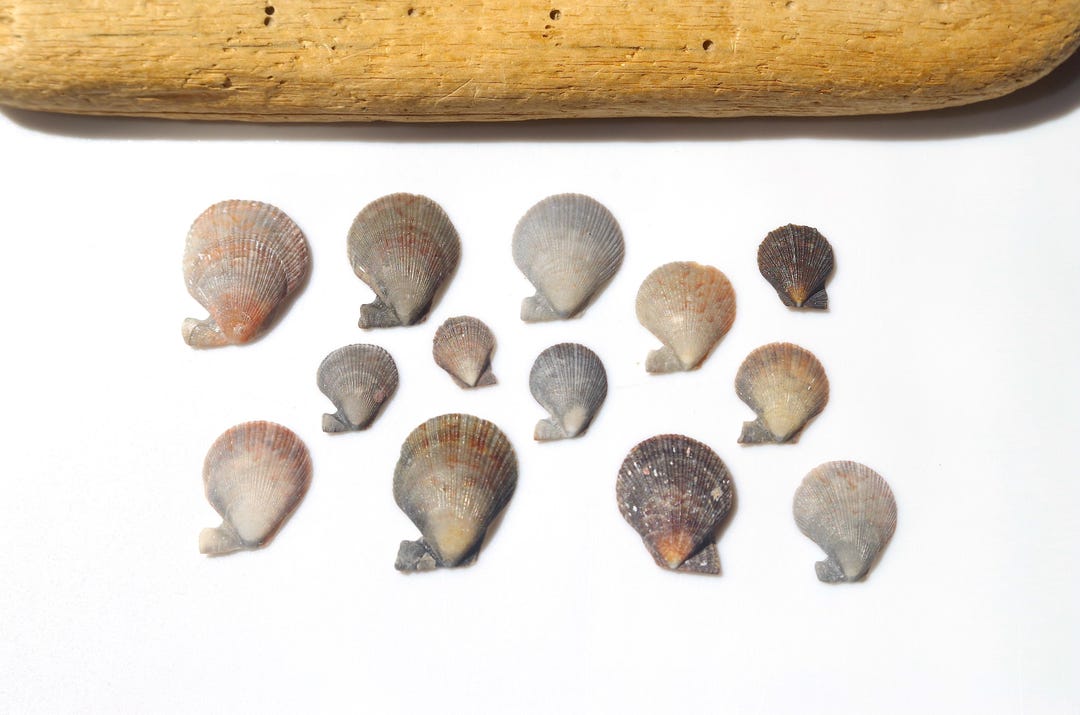 SUPER RARE / Black & Gray Color Collection / Japanese Pectens / Scallop ...