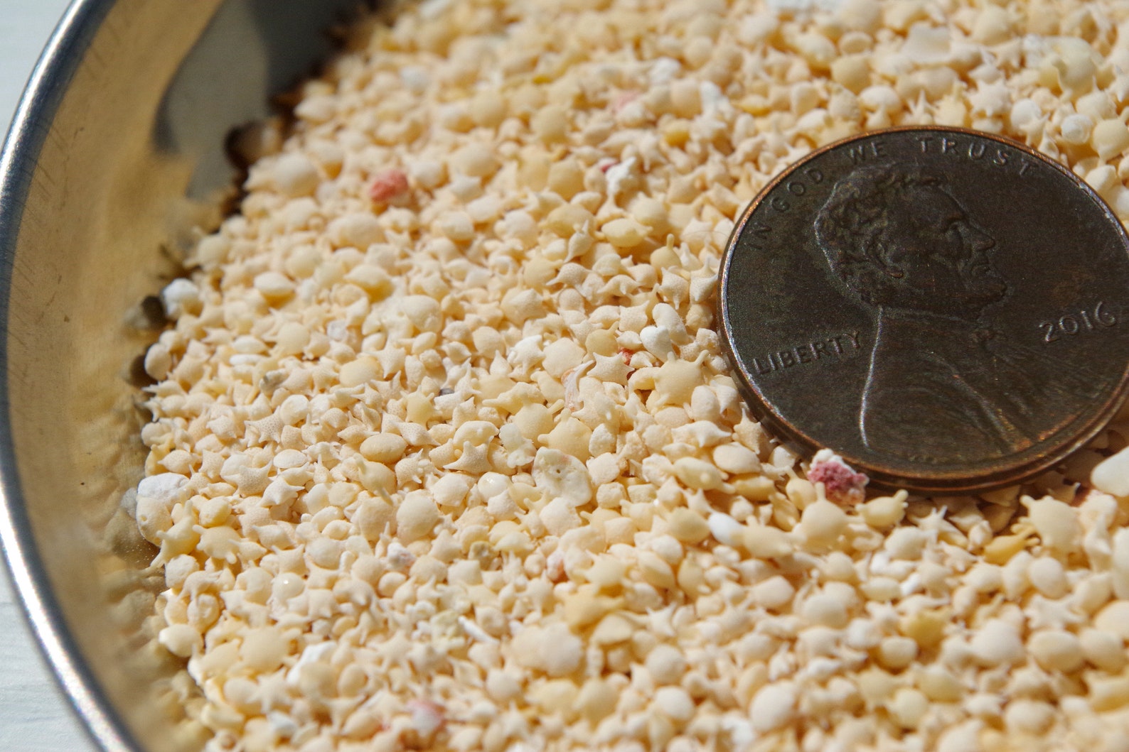 20g / Okinawa Star Sand / SUPER RARE / 100% Genuine & Natural | Etsy