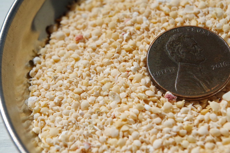 20g / Okinawa Star Sand / SUPER RARE / 100% Genuine & Natural | Etsy