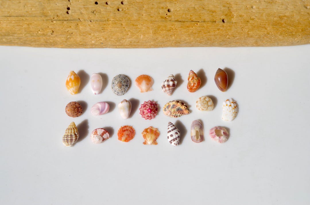 Tiny / Various Japanese Shell / Sea Shells / 100% Natural & Genuine ...