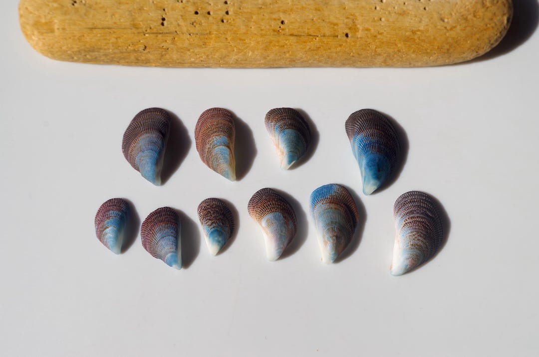 SUPER RARE / Septifer Bilocularis / Natural Blue Shell / Japanese Sea Shells / Sea Mussels / 100 ...