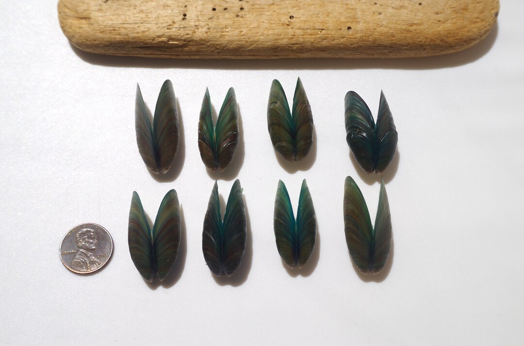 SUPER RARE / Natural Green Color Shell / Perna Viridis / Japanese Sea ...