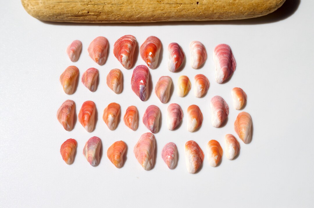 RARE Japanese Horse Mussel / Modiolus Nipponicus / Sea Shells / 100% ...