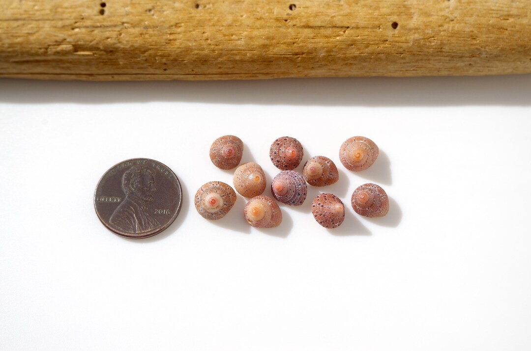 Tiny Beautiful Clanculus / Clanculus Margaritarius / Japanese Sea ...